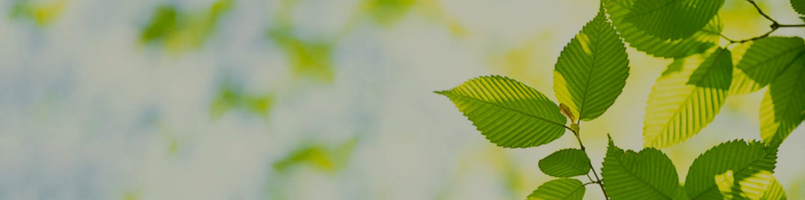 cropped-leaf4.jpg – San Diego Regional Urban Forests Council