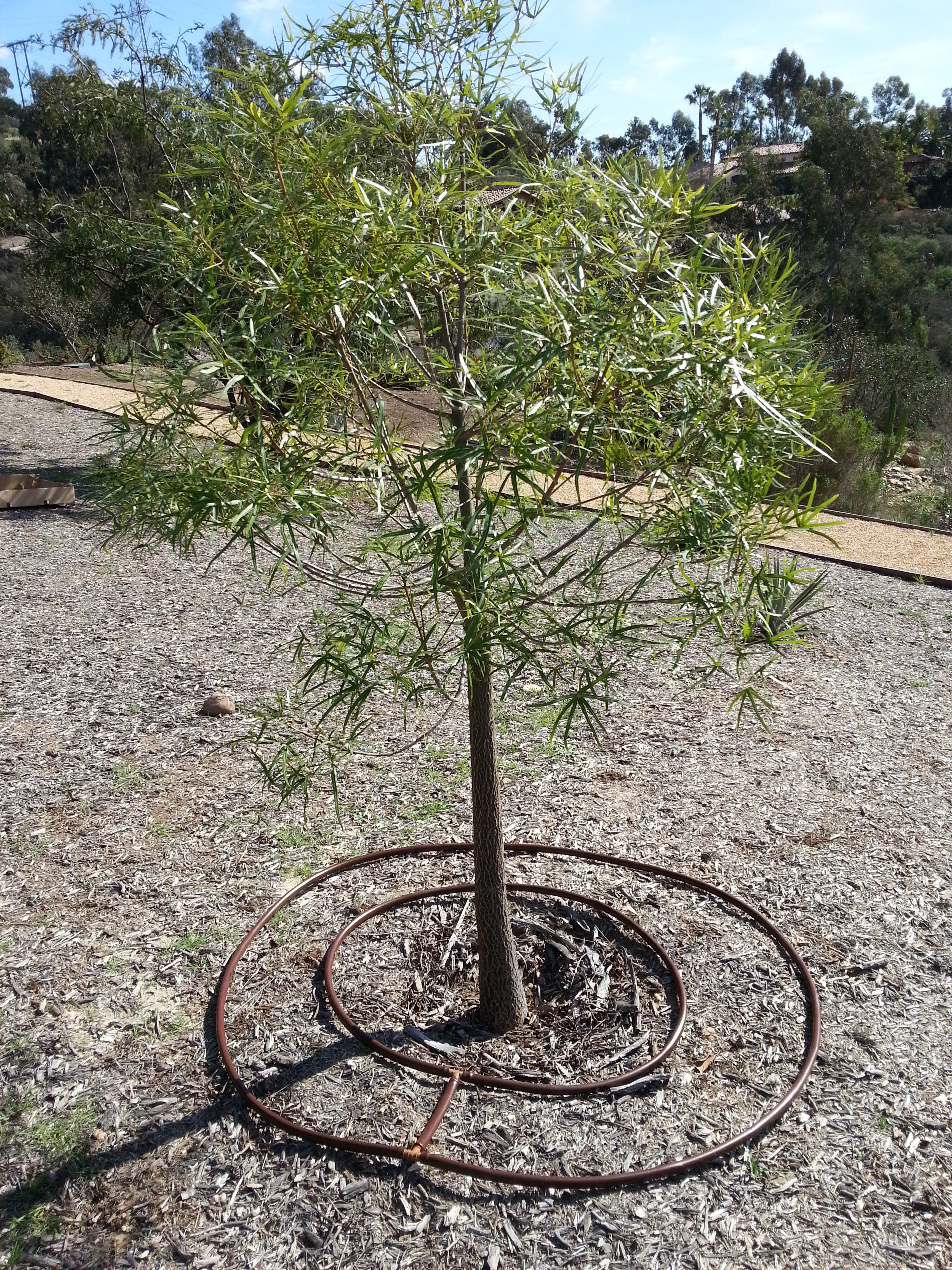 Why water trees in this drought? – SDRUFC